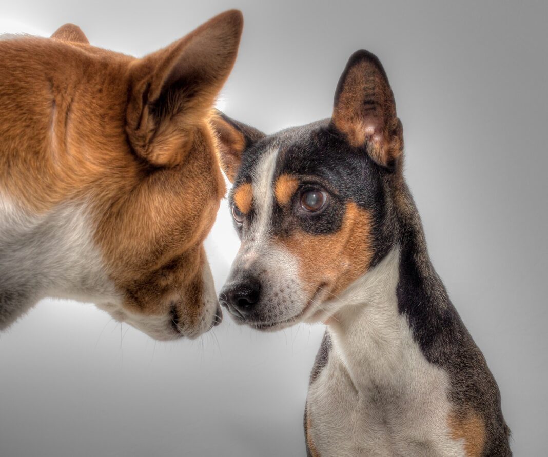 Do Dogs Have Different Blood Types? | Doggie Discoveries